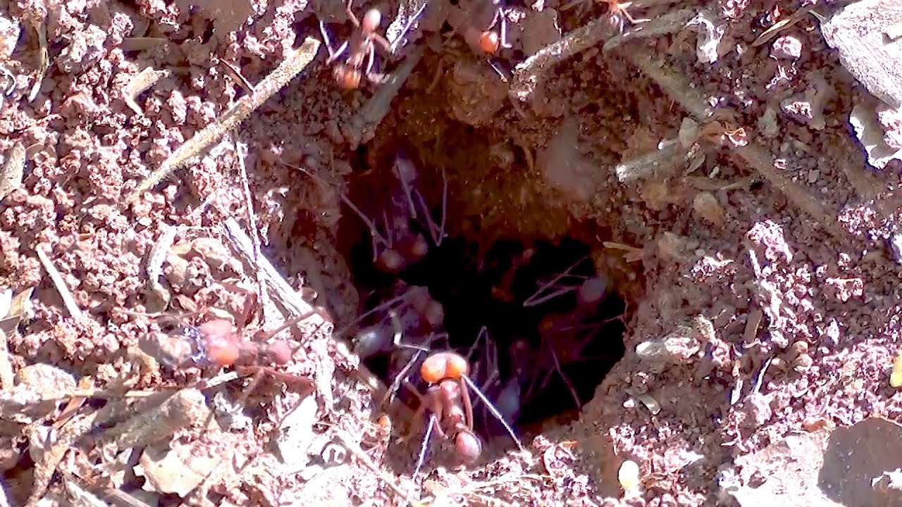 ANT, ANTHILL (ATTA), FORMIGA-SAÚVA, Anthill agitated after heavy rain ...
