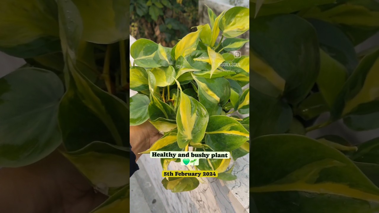 Philodendron Brazil | Pothos | Propagation | Money Plant | Plant Tips # ...