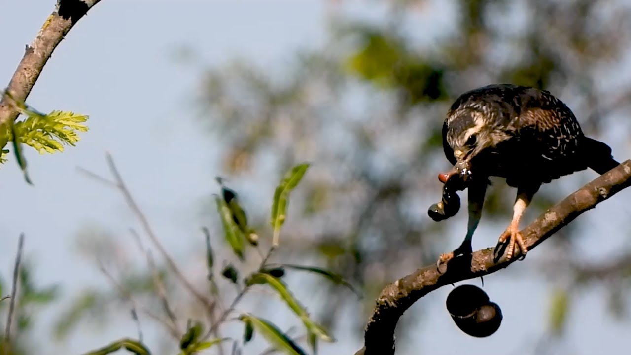 GAVIÃO-CARAMUJEIRO detonando Caramujo (ROSTRHAMUS SOCIABILIS) SNAIL ...