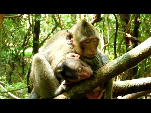 What amazing lovely Copper & small monkey Berry ! Copper have a good ...