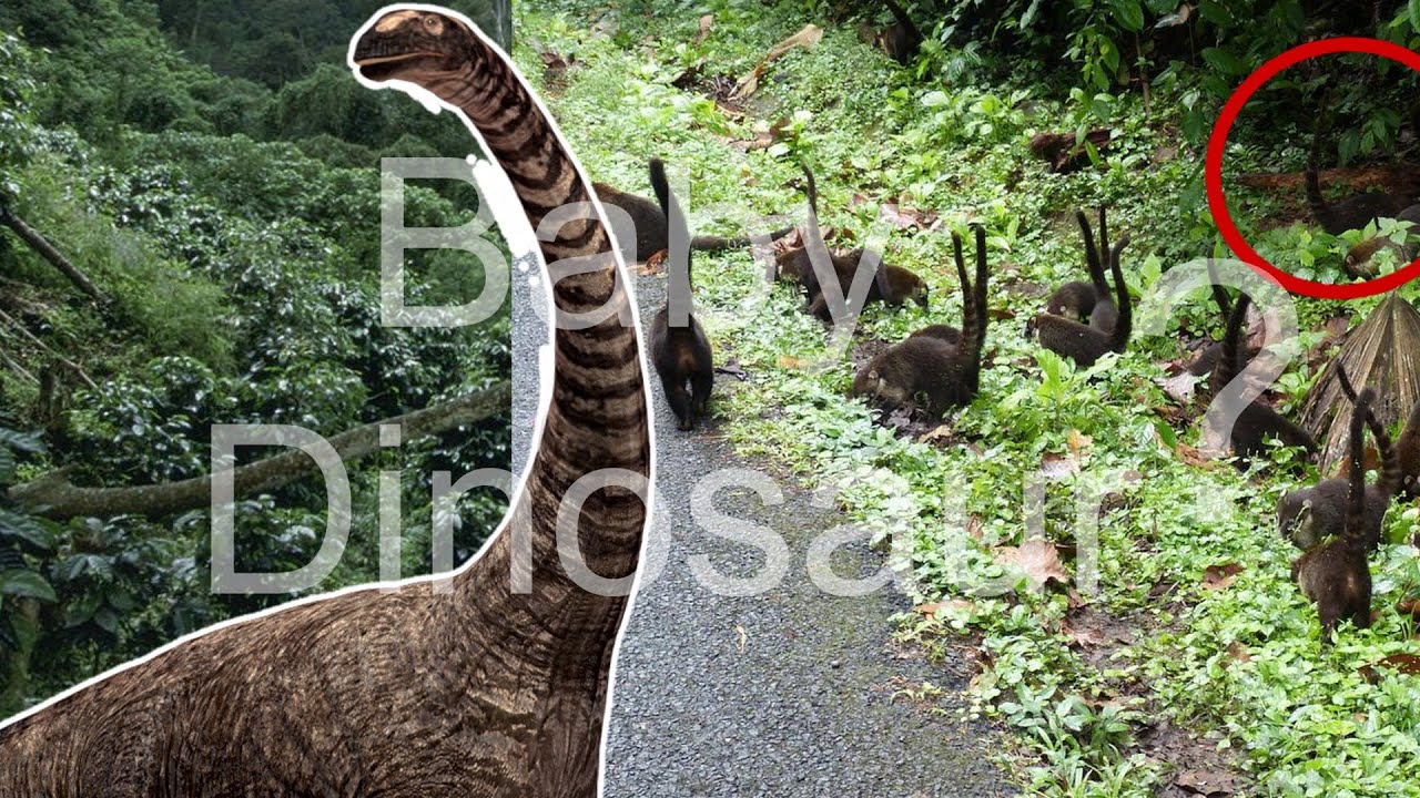coatis dinosaur - YouTube