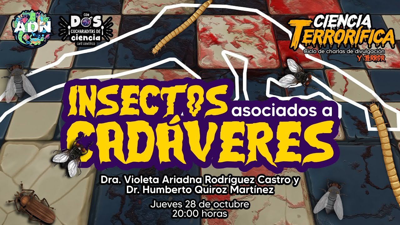 Insectos asociados a cadáveres - YouTube