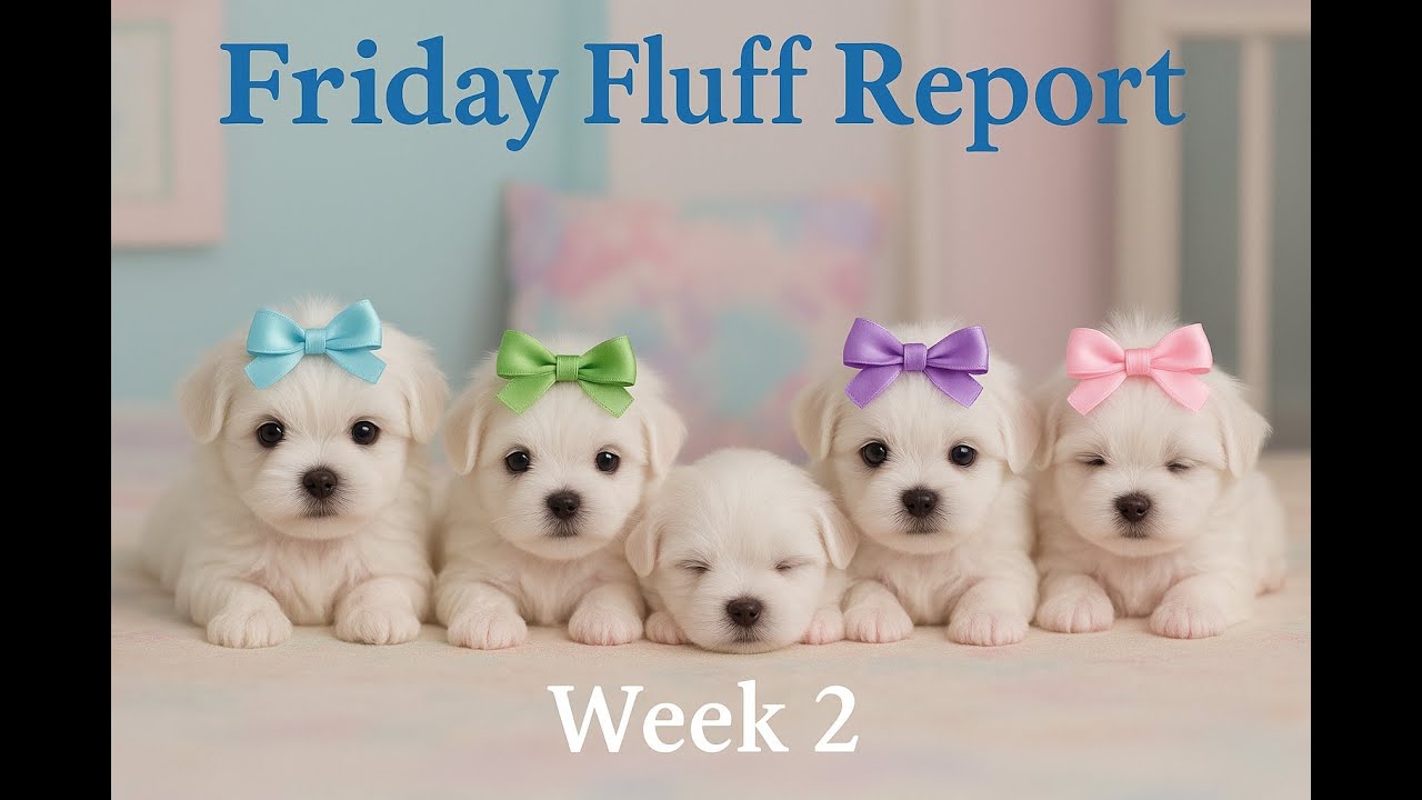 Ruby’s Storybook Litter – Week 2: Peekaboo, We See You! - YouTube