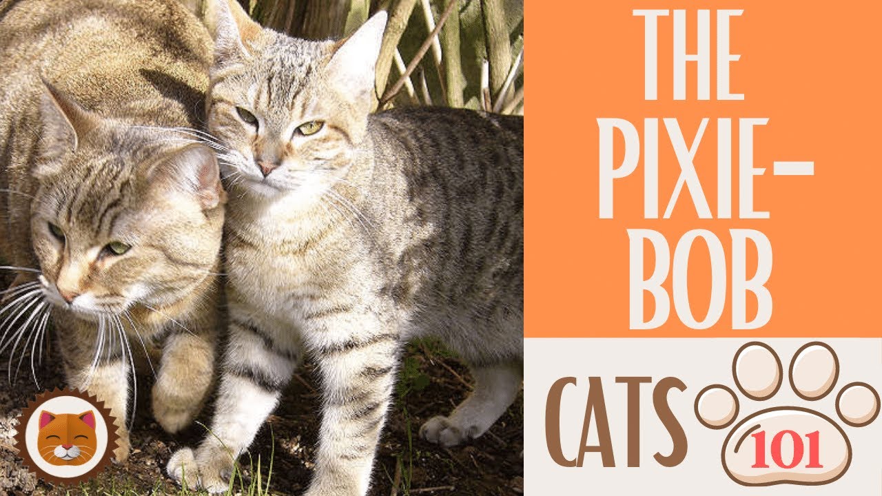 🐱 Cats 101 🐱 PIXIE-BOB CAT - Top Cat Facts about the PIXIE-BOB - YouTube