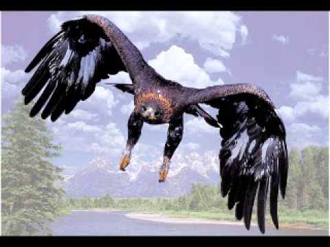 Free download sound effect birds /HIGHT QUALITY/ bird flapping - YouTube