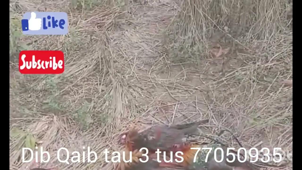 Dib Qaib tau 3 tus Cheng Lee - YouTube