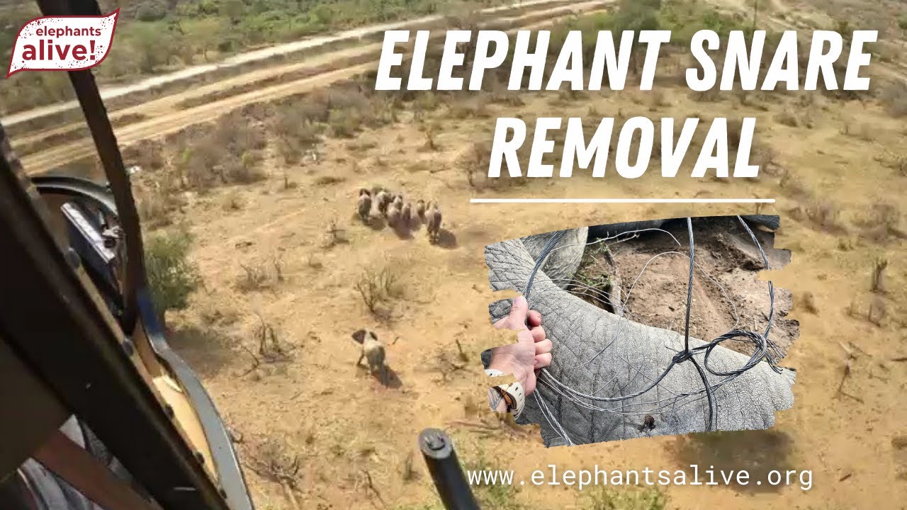 Elephant Snare Removal - YouTube