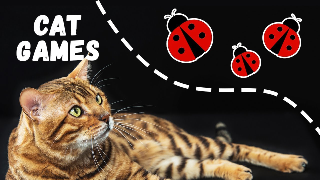 Best CAT GAMES - Catching BUGS on the screen 😻 Cat entertainment - YouTube