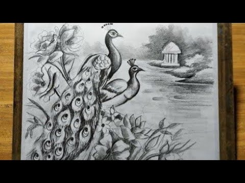 how to draw a peacock Shading Pencil Drawing #Shorts #shortsvideo # ...