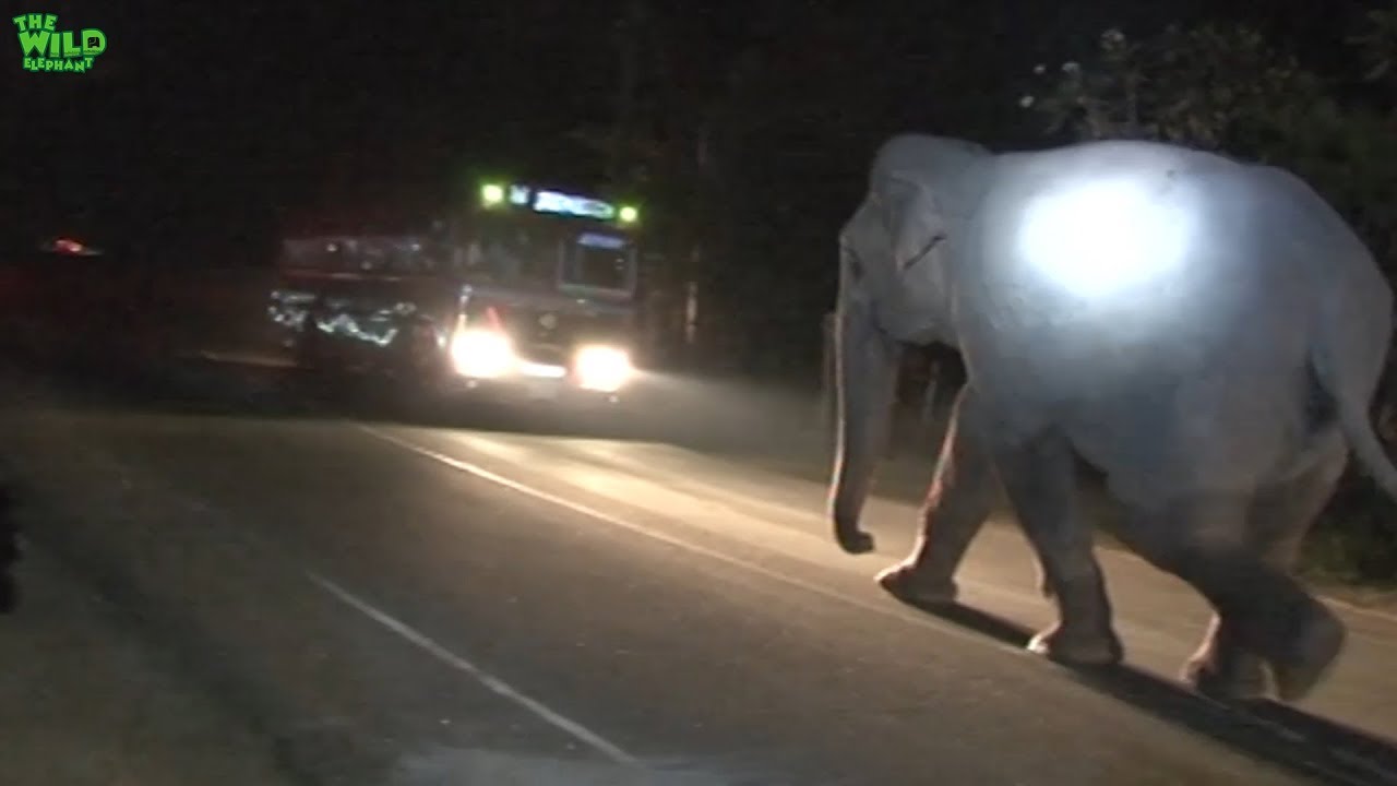 The Gigantic Elephant that rules the streets at night - YouTube