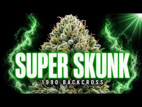 Super Skunk: The Strain That Perfected Skunk #1