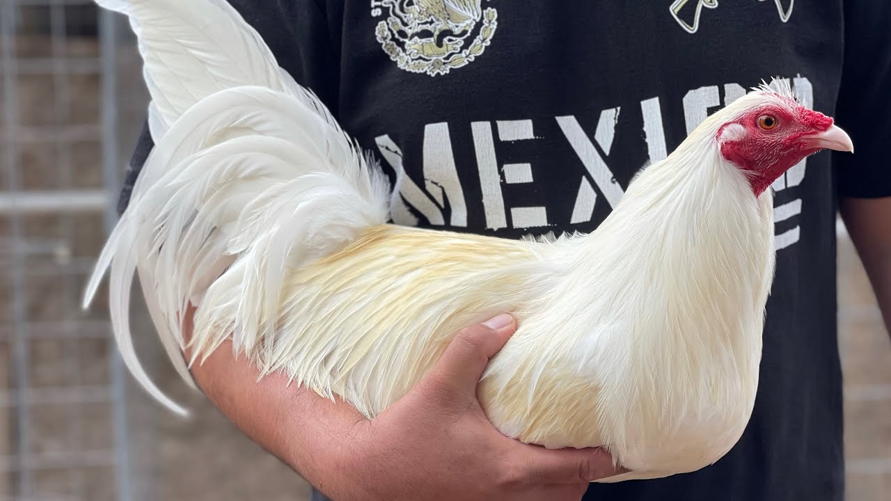 GALLOS WHITE KELSOS Y EN CRUZA - YouTube