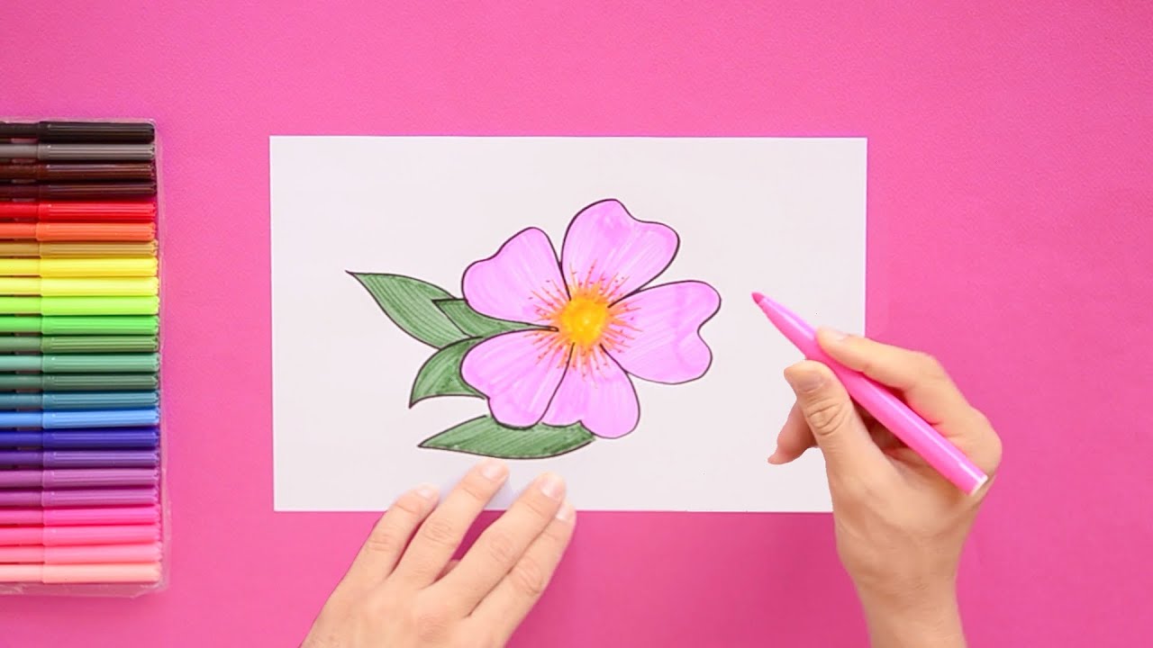 How to draw Wild Prairie Rose - State Flower of Iowa - YouTube