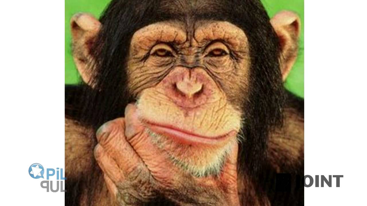 PILPUL - Las fuentes judías - YouTube