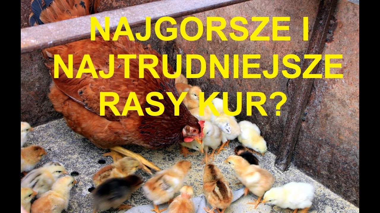 Odcinek 1010 NAJGORSZE RASY DROBIU? CZY TAKIE W OGÓLE SĄ? NA CO ZWRACAĆ ...