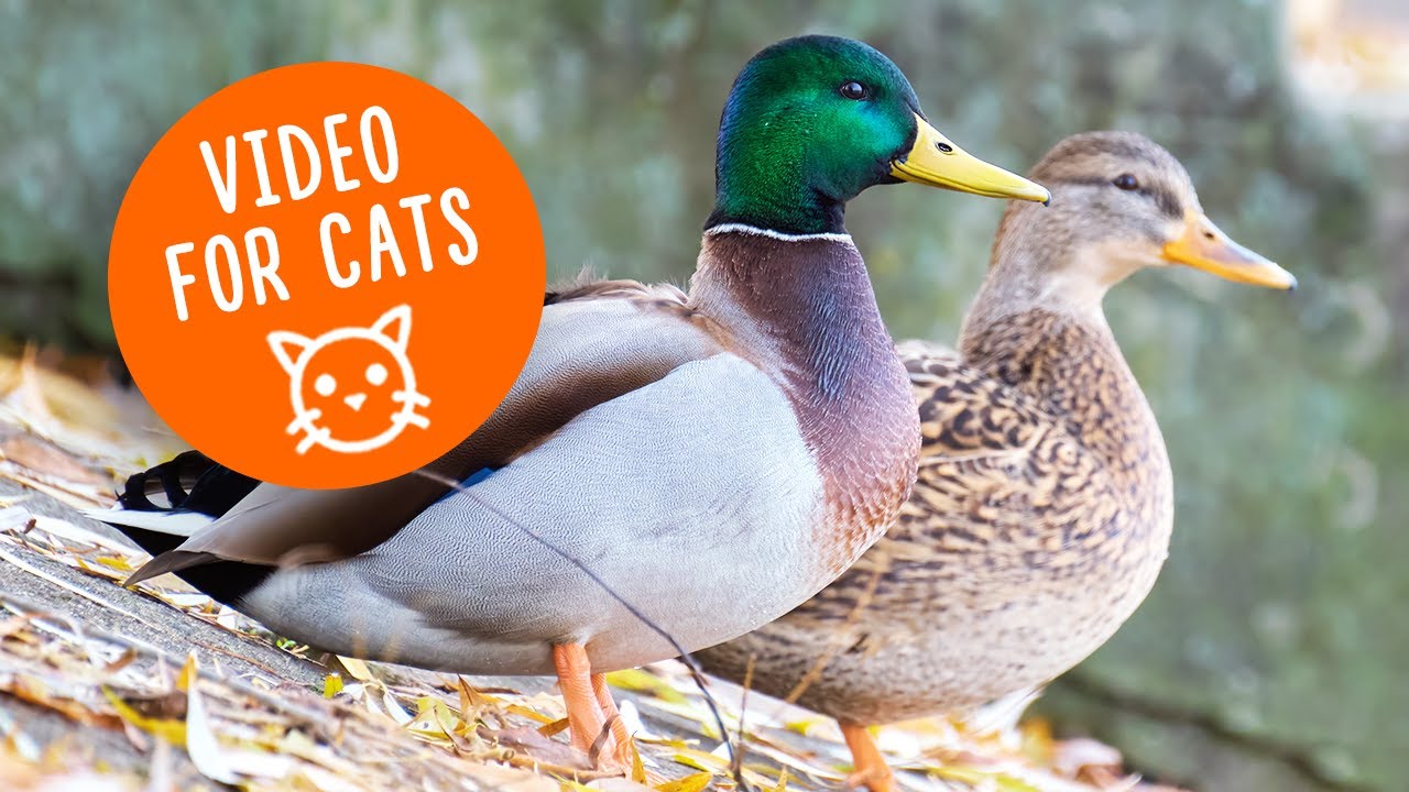 🦆 Entertainment for cats 🦆 Duck videos for cats to watch 10 hours - YouTube