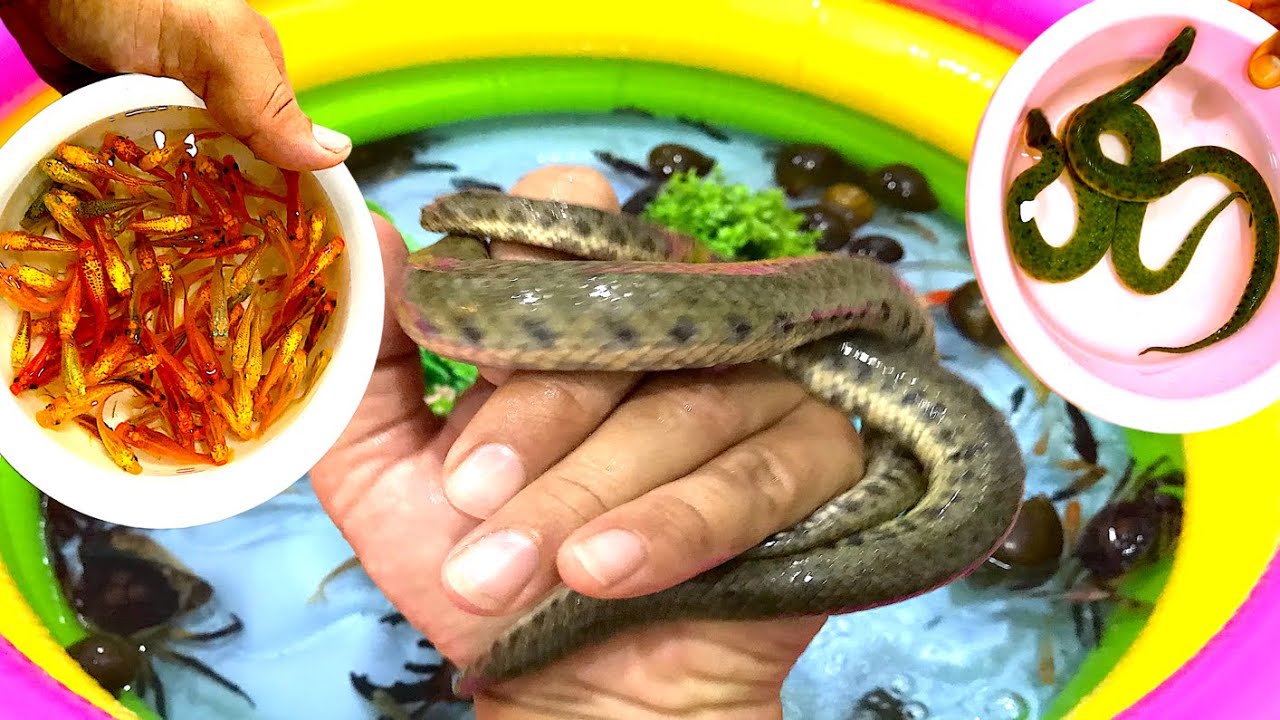 Wow! Catching cute colors Molly Fish, Half moon Betta, Goldfish ...