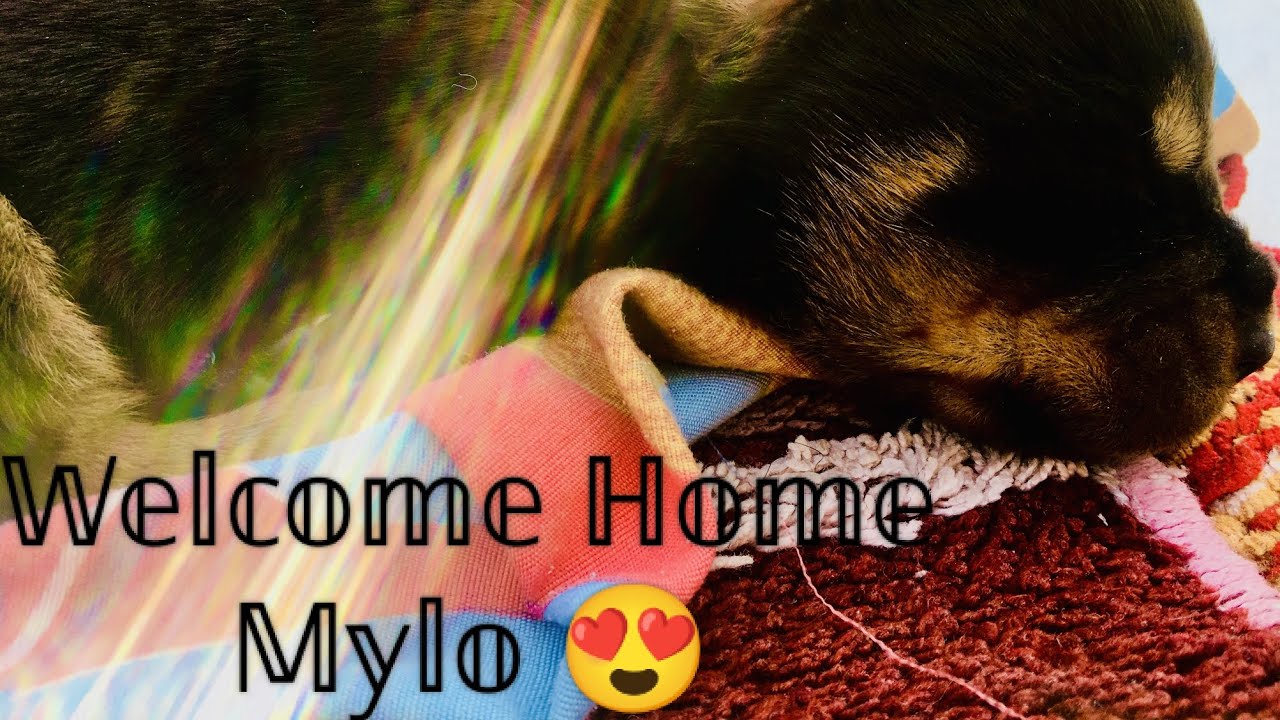 Welcome Home Buddy ️Milo💥 - YouTube
