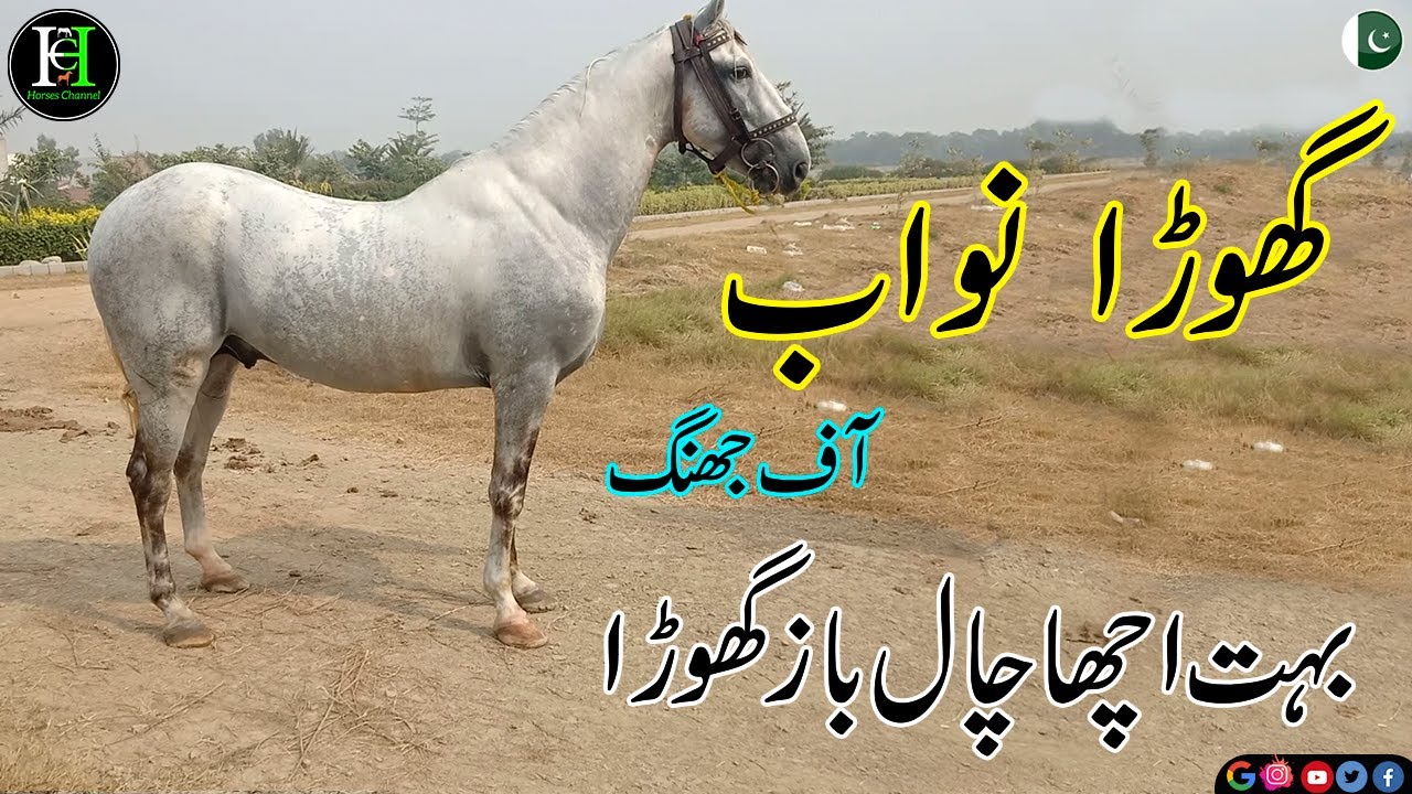 Chal baz Stallion I Nawab I Sawa Ghora I Jhung I Wah Ghora I Stud I ...