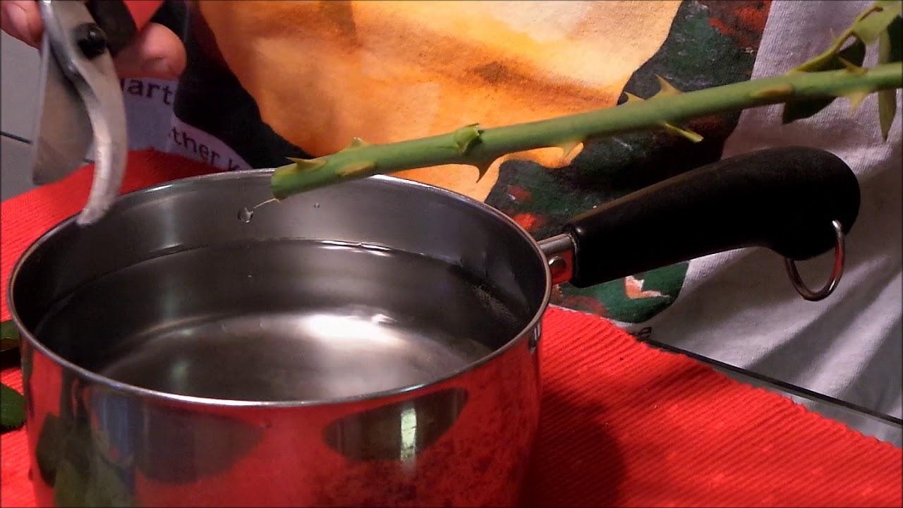 Rose Tip- Snipping Your Rose Stems Under Water To Make Your Blooms Last ...