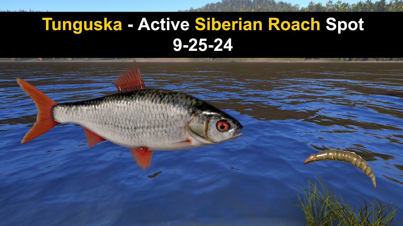 Russian Fishing 4, Tunguska - Active Siberian Roach Spot 9-25-24 - YouTube