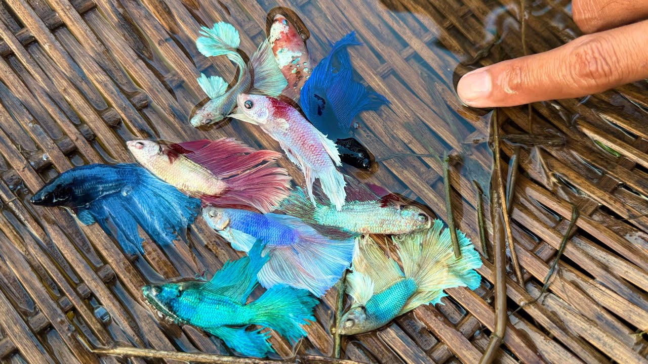 Wow!! We Found Many Betta Fish From Running Water that impossible to ...
