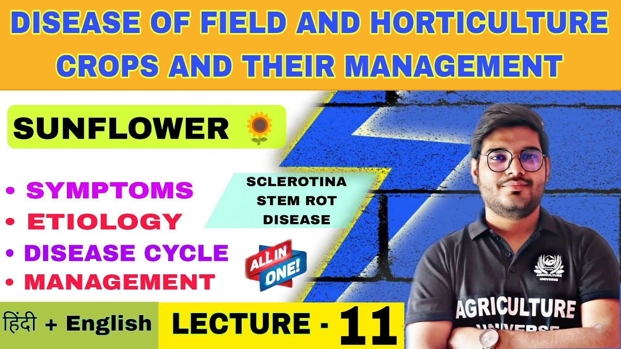 sclerotina stem rot disease of sunflower 🌻 || sunflower disease - YouTube
