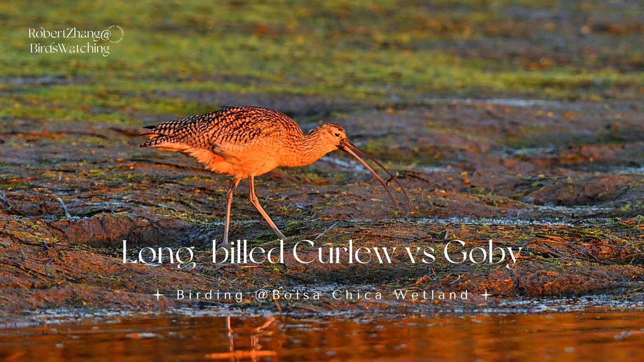 The long-billed curlew caught 🐟🐟🐟 in a row but Eating seemed to be ...
