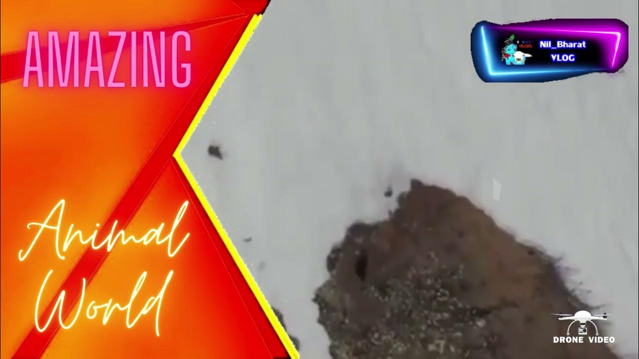 Amazing Animal World - YouTube