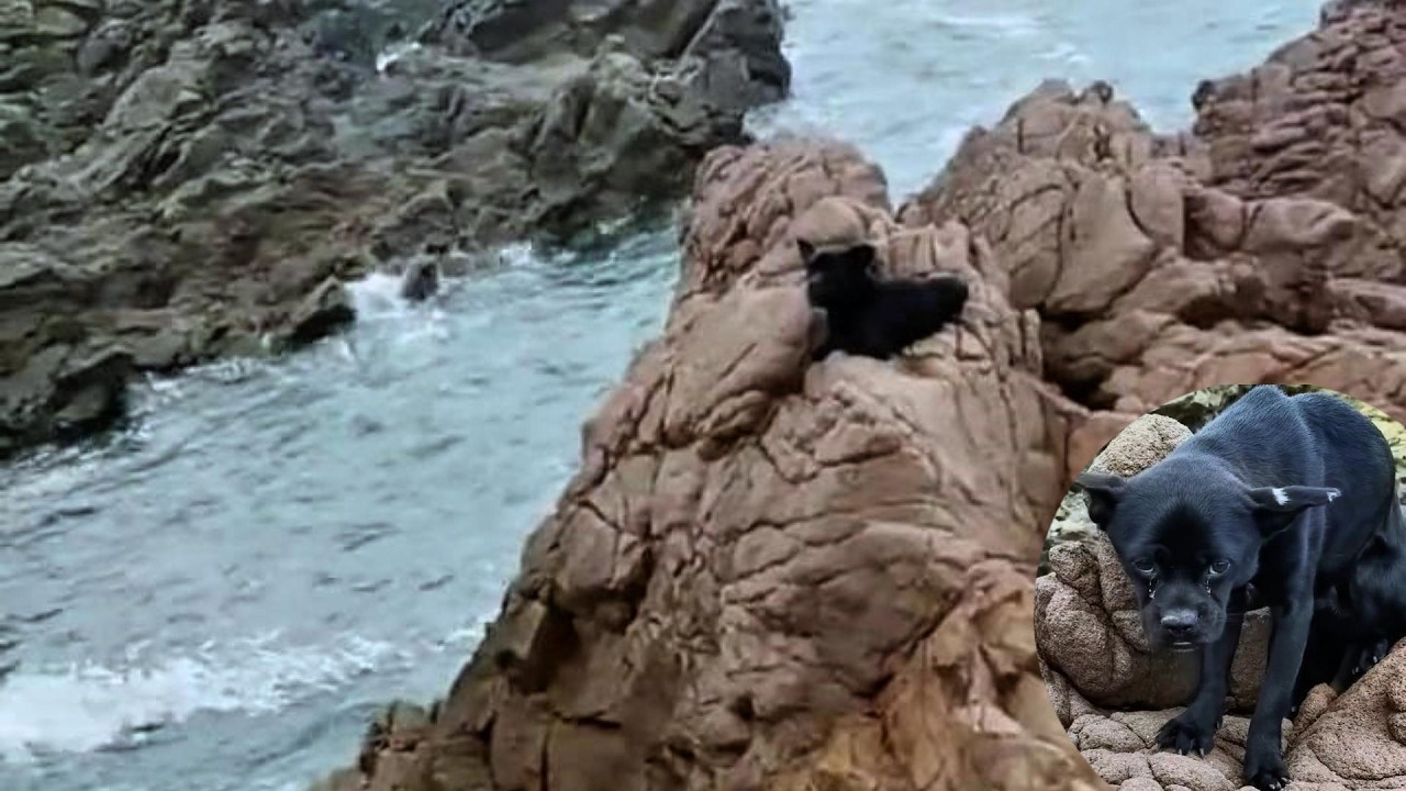 "Help me" he was teased and thrown onto the rocks, crying out in ...