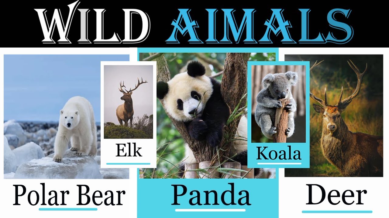 List Of Animals | Wild Animals in English With Pictures | Animal Names ...