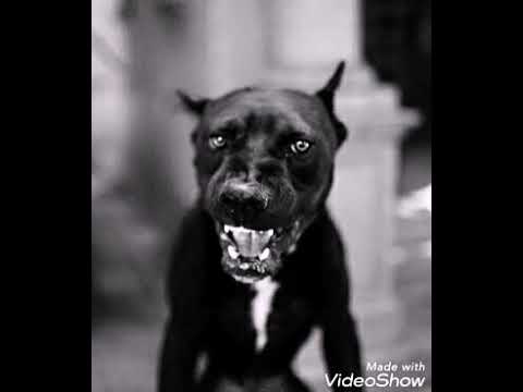 RIDO & OGB & QƏZA BOSS - Sikdir (иди нахуй 2012)