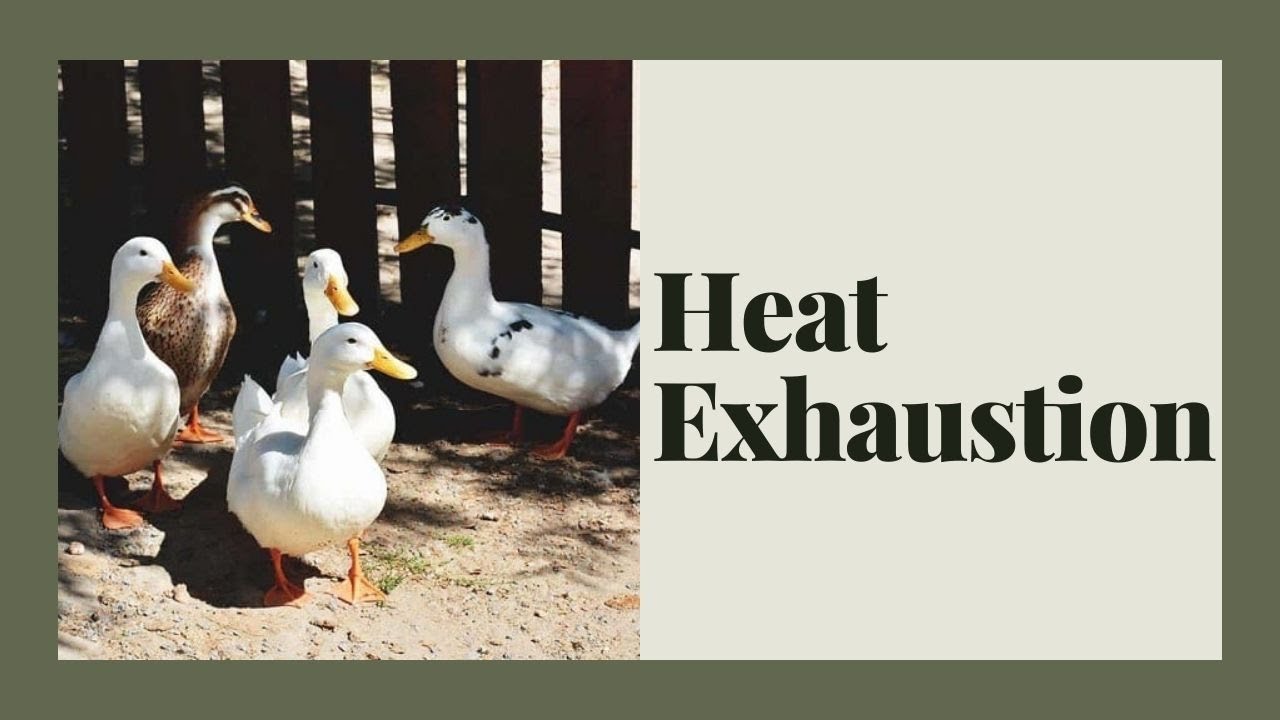 How to Tell Your Duck Has Heat Exhaustion: Symptoms and Treatment - YouTube