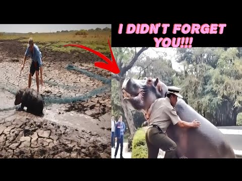 EMOTIONAL HIPPO THANKS THE MAN WHO RESCUED IT