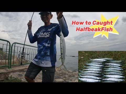 Caught good size halfbeak fish | Singapore Fishing #Halfbeakfish # ...
