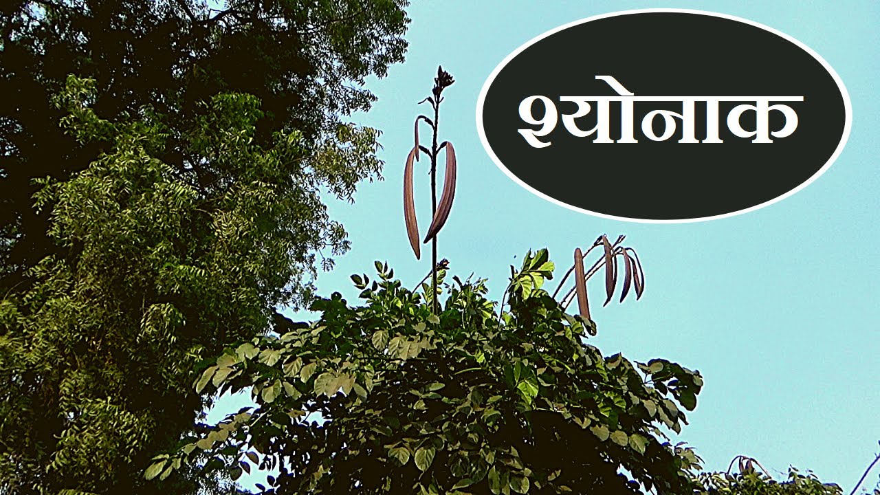सोनापाठा (श्योनाक), पहचान और फायदे │Oroxylum Indicum (Indian Trumpet ...
