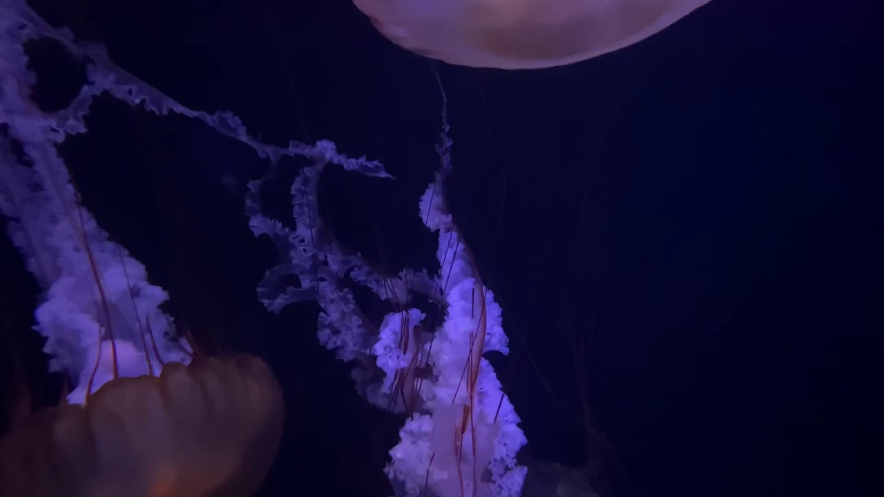 3-minute Brain Break: Jellies - YouTube