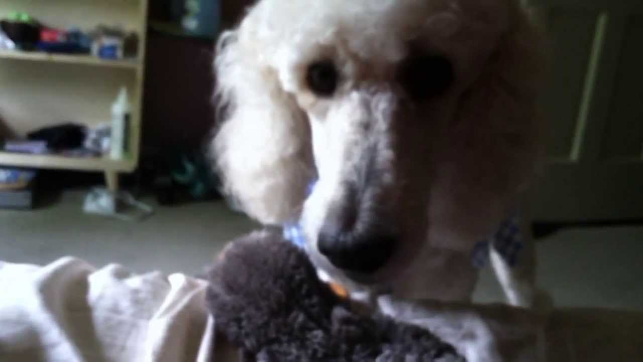 Poodle barking and growling - YouTube