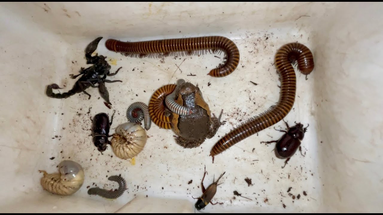 Fantastic!!!! Captured One Strong Centipede, Rain-Frog, Beetle, Cricket ...