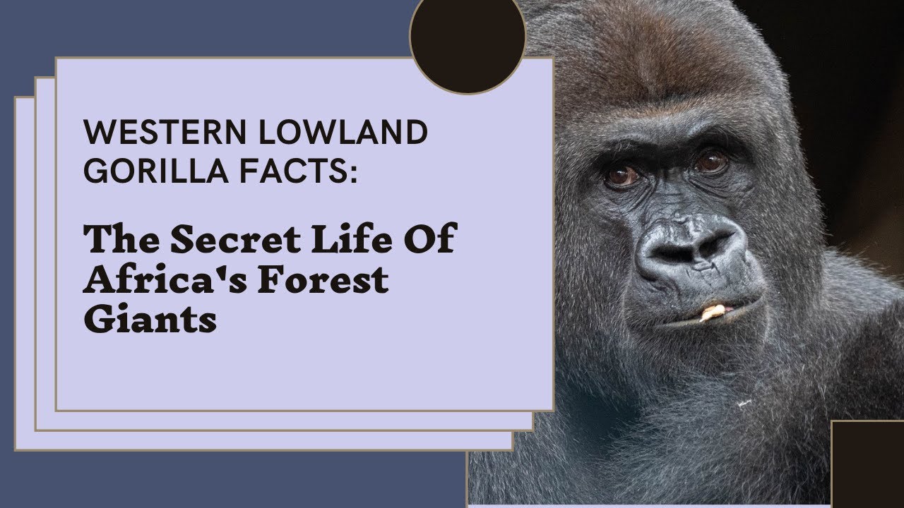 Western Lowland Gorilla Facts: The Secret Life of Africa's Forest ...