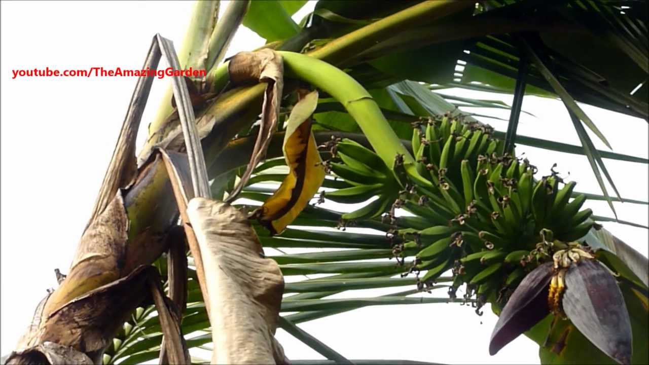 Pisang ceylon banana 🍌 in growing stage - YouTube