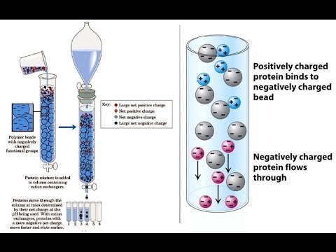 Ion exchange chromatography - YouTube