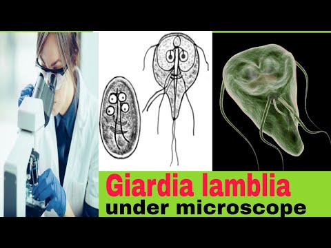 giardia lamblia movement under microscope - YouTube
