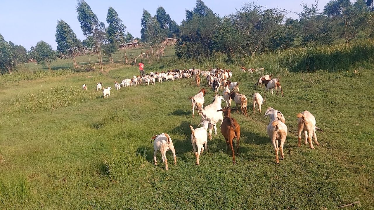 quickest way of raising money to buy more than 100 goats within one ...