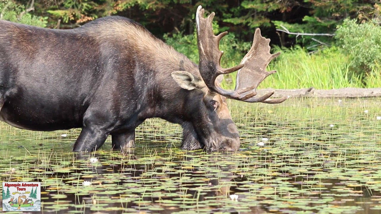Algonquin Park Moose Photography Canoe Trip Safari - YouTube