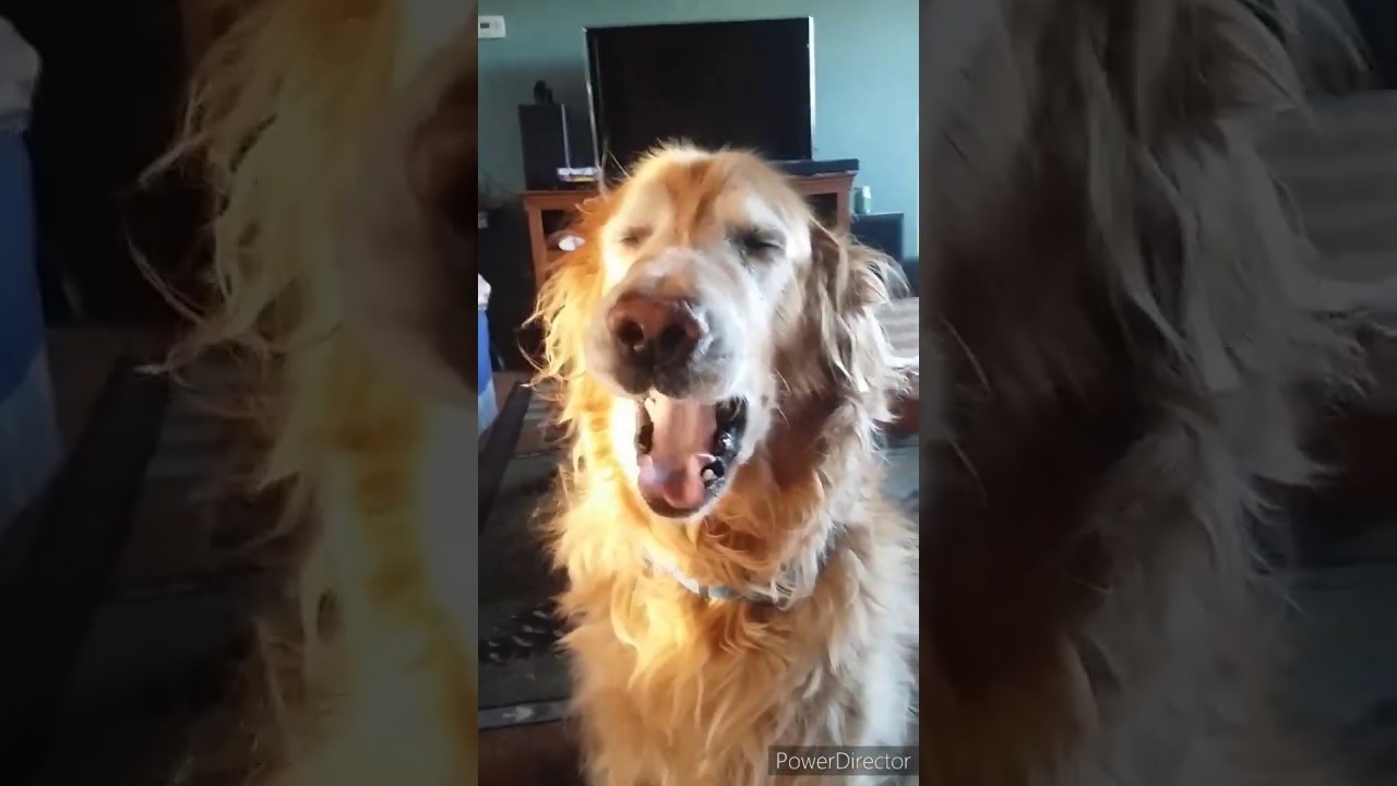 Cat's screaming like a human VS. Dog Screaming like a human - YouTube