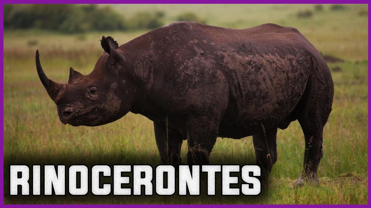 DATOS INCREÍBLES SOBRE LOS RINOCERONTES QUE DEBES SABER | ANIMALES ...