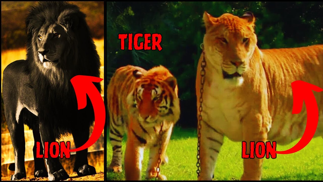 Mind-Blowing Lion Hybrids You Never Knew Existed | Discover the ...