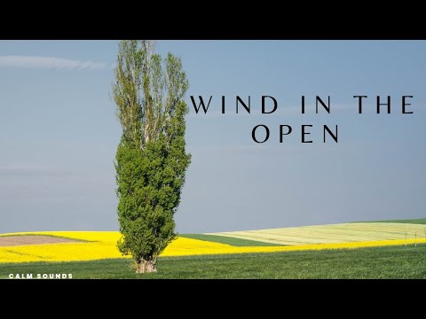 Wind sounds through poplar trees - Relaxing sounds, Sleep music ...