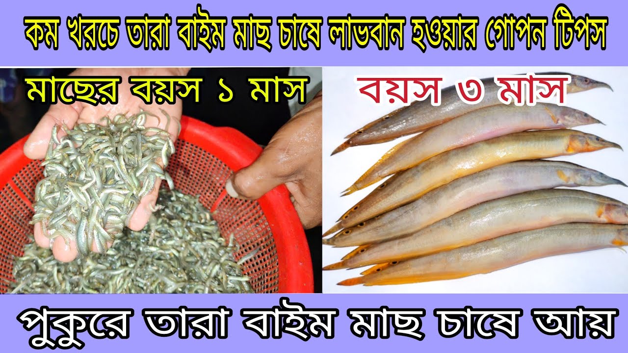 আধুনিক পদ্বতিতে তারা বাইম মাছ চাষে লক্ষ টাকা আইয়ের গুপন টিপস। Tara ...